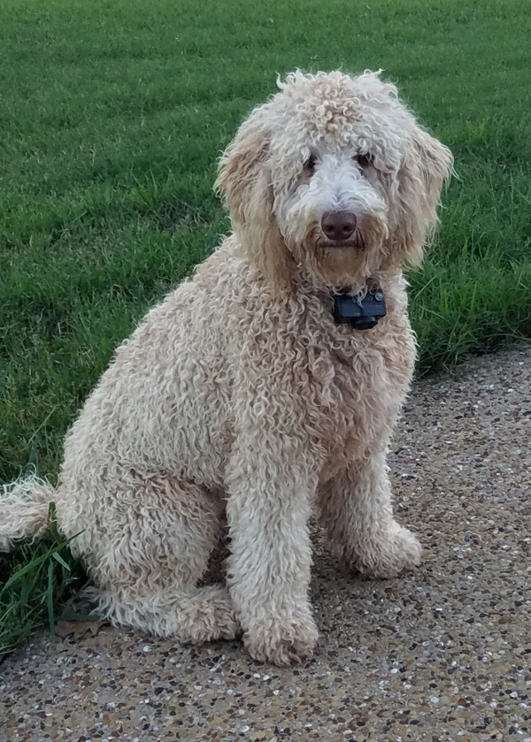 Parents | Lakefront Labradoodles