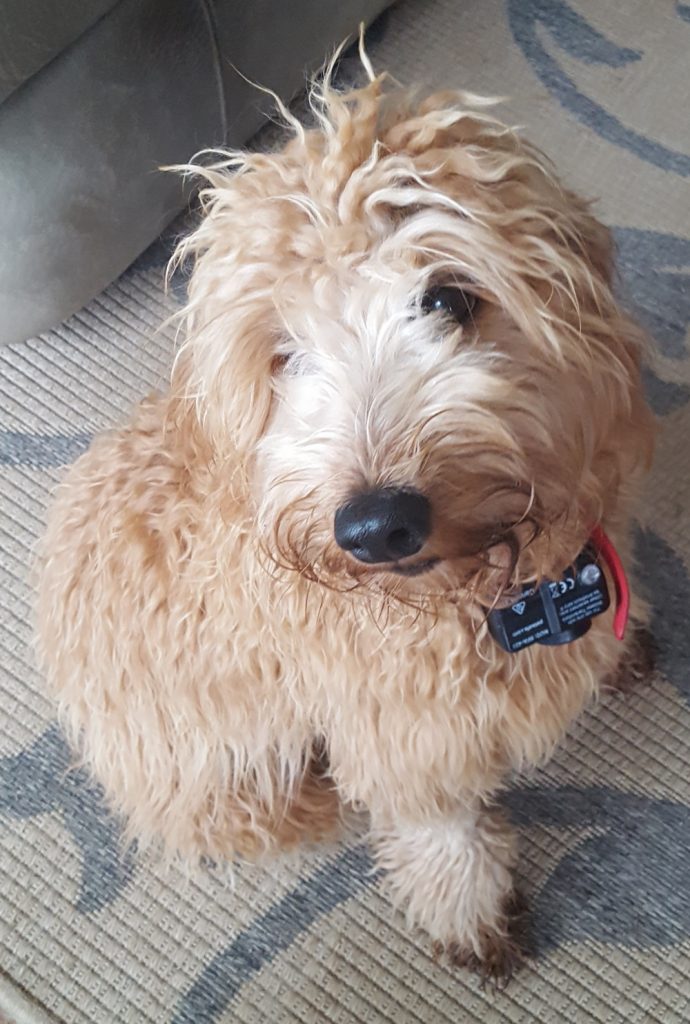 Parents | Lakefront Labradoodles