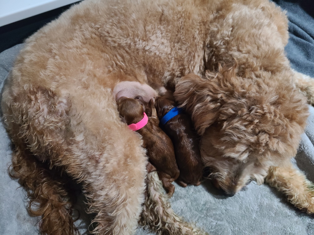 Lakefront Labradoodles