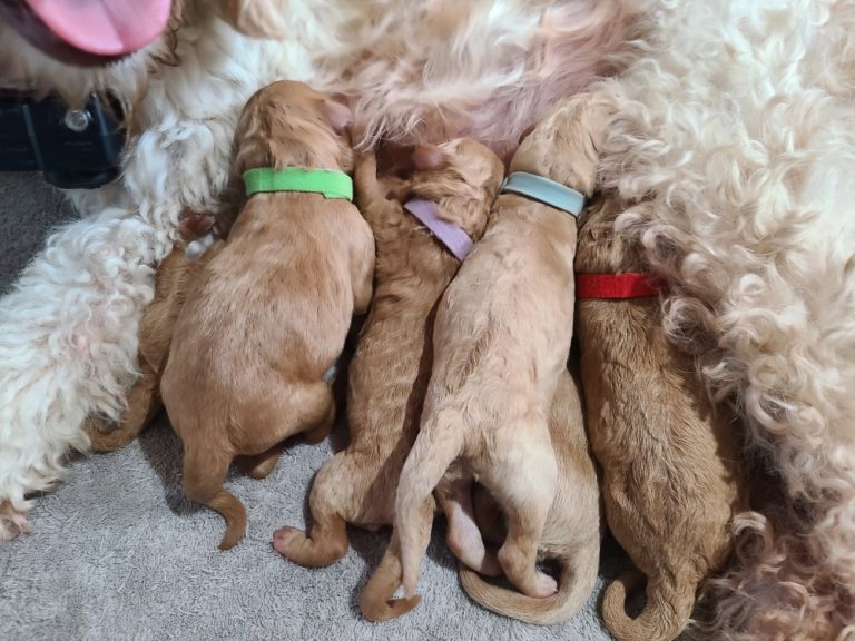 Lakefront Labradoodles