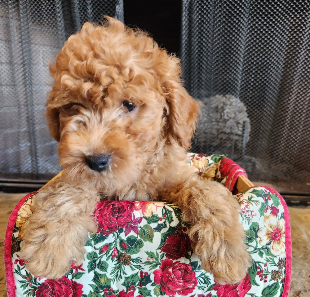 Lakefront Labradoodles