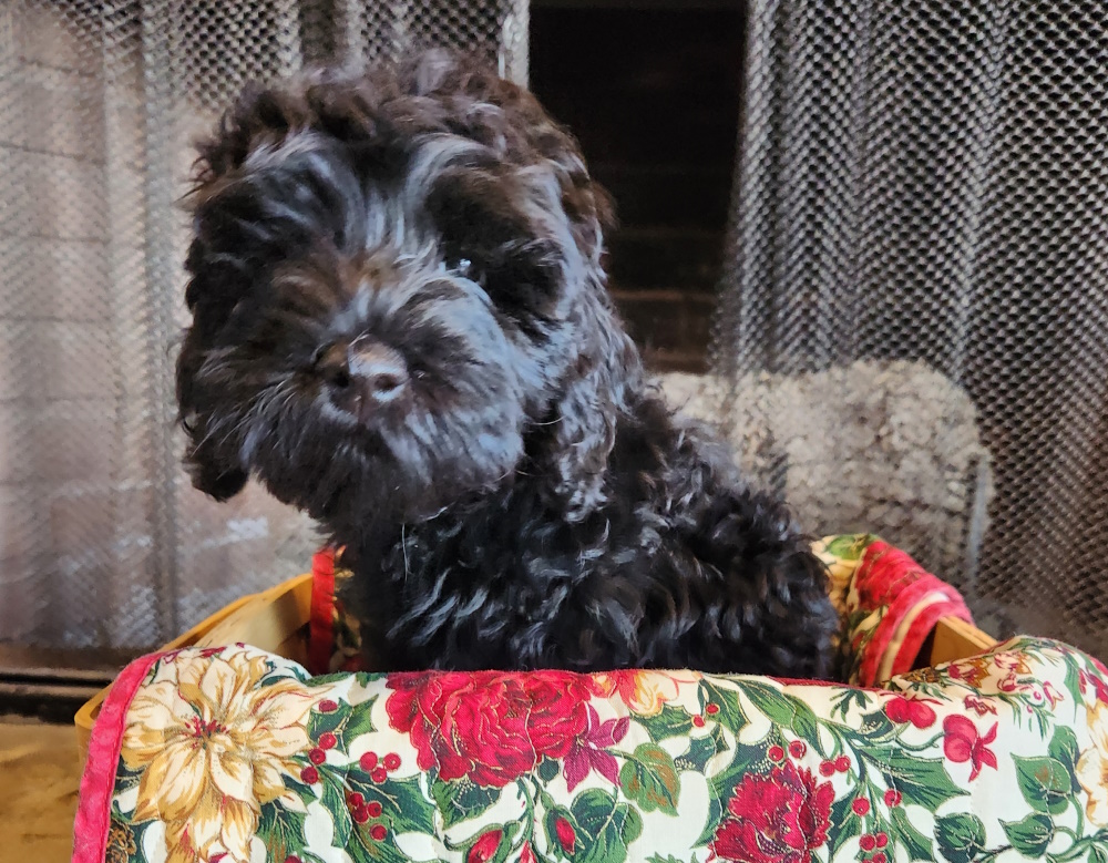 Lakefront Labradoodles